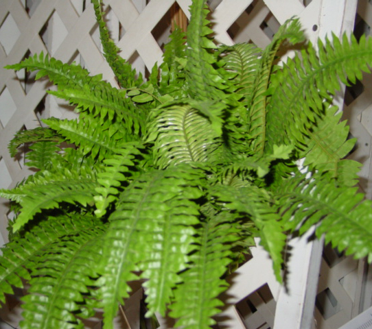 Ferns - Display Group